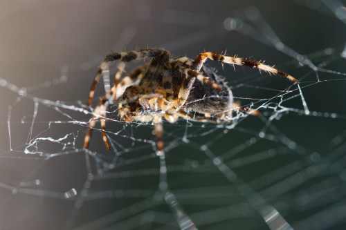 Thousands Of Spiders Invade Nevada's Walker Lake In Summer
