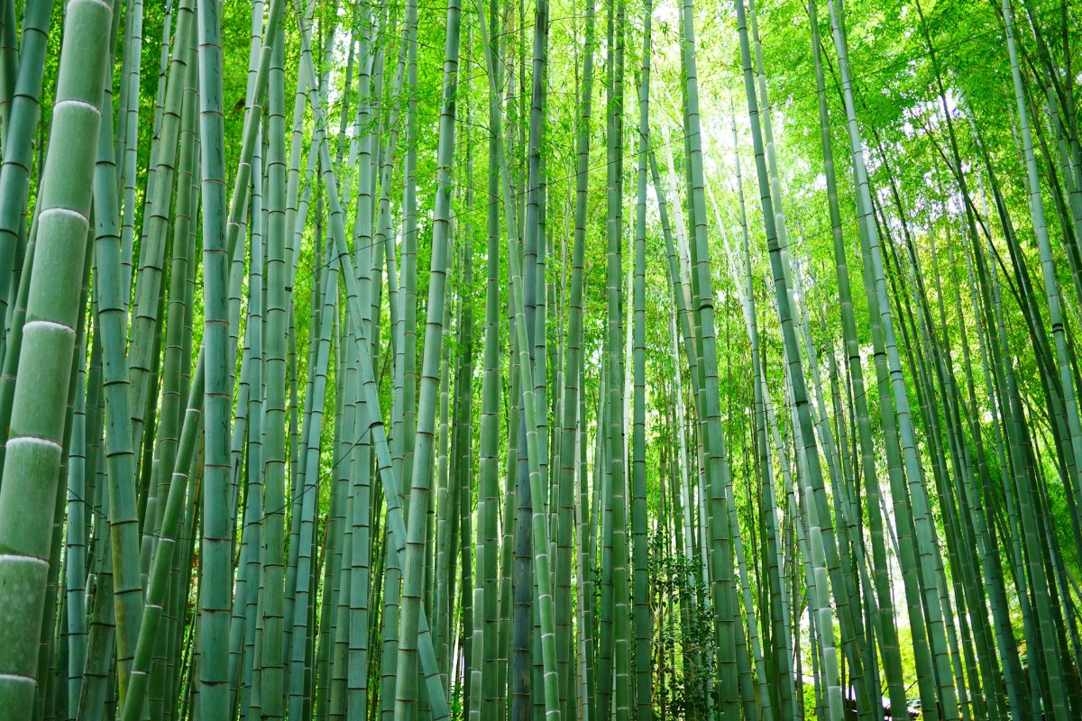 Walk Through A Bamboo Forest In This Mountain Park In North Carolina