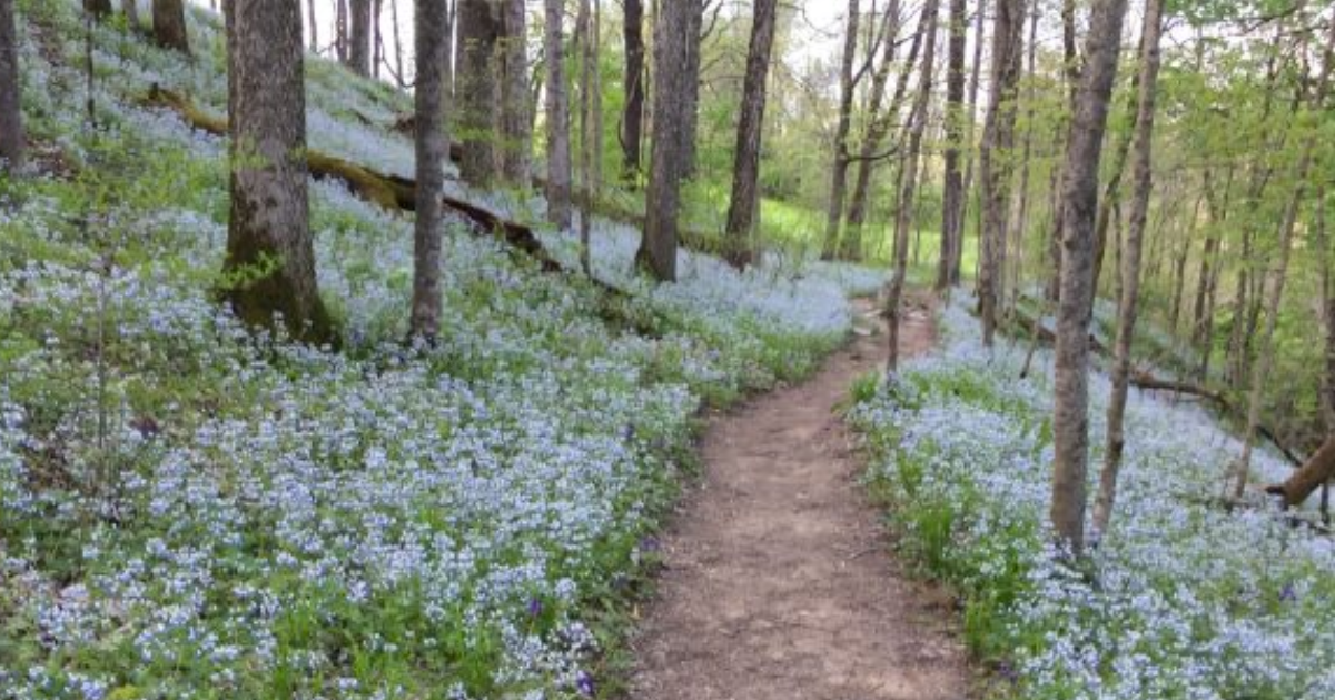Spring Hikes In Kentucky: 9 Beautiful Hikes To Take This Season