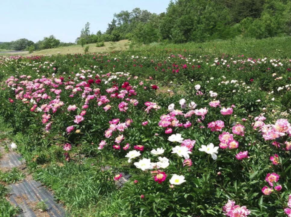 See Thousands Of Peonies At Hidden Springs Flower Farm In Minnesota