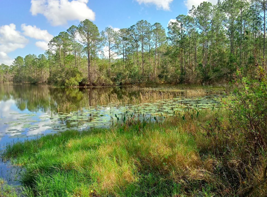 Tiger Bay State Forest In Florida Is 27,000 Acres Of Natural Beauty