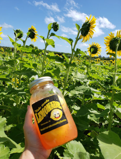 See Thousands Of Sunflowers At Waimanalo Country Farms In Hawaii