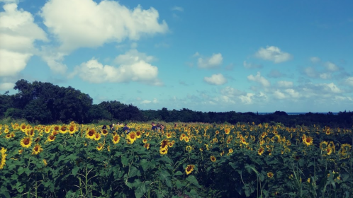 See Thousands Of Sunflowers At Waimanalo Country Farms In Hawaii