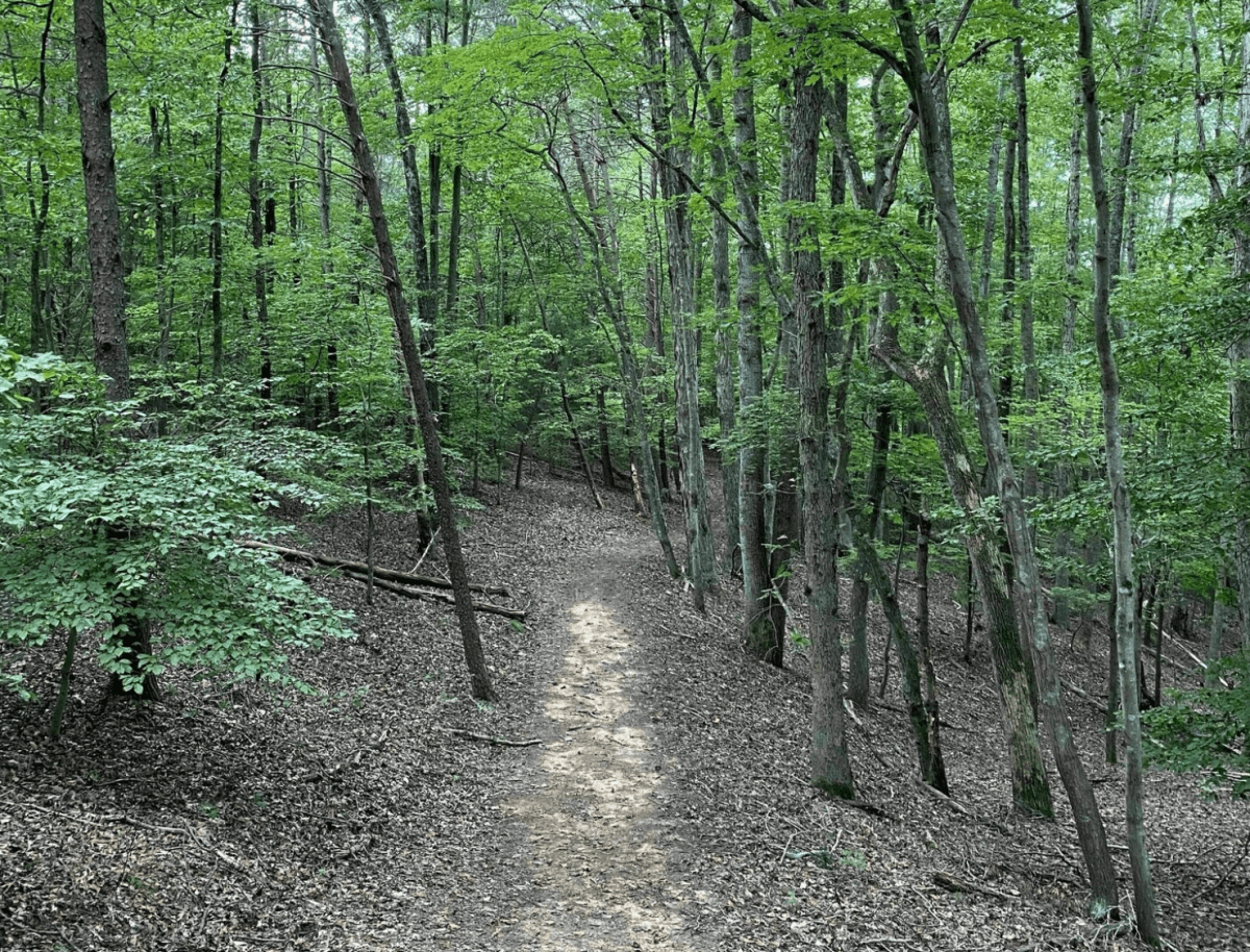 Chestnut Ridge Trail: A Gentle Hike Around Smith Mountain Lake