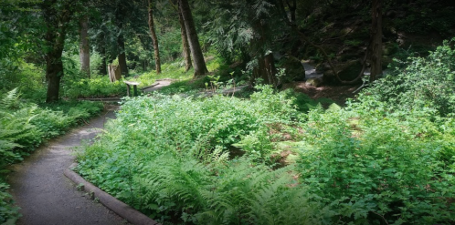 There's An Aerial Tree Walk in Oregon At Leach Botanical Garden
