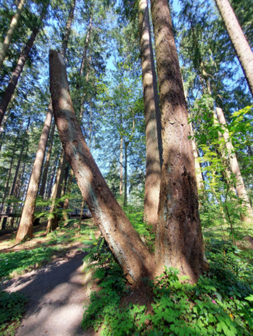 There's An Aerial Tree Walk in Oregon At Leach Botanical Garden