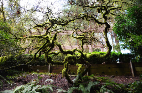 There's An Aerial Tree Walk in Oregon At Leach Botanical Garden