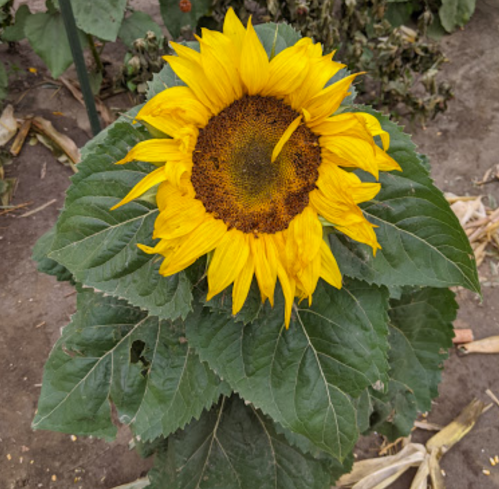 Take This Road Trip To See Stunning Sunflowers In Iowa