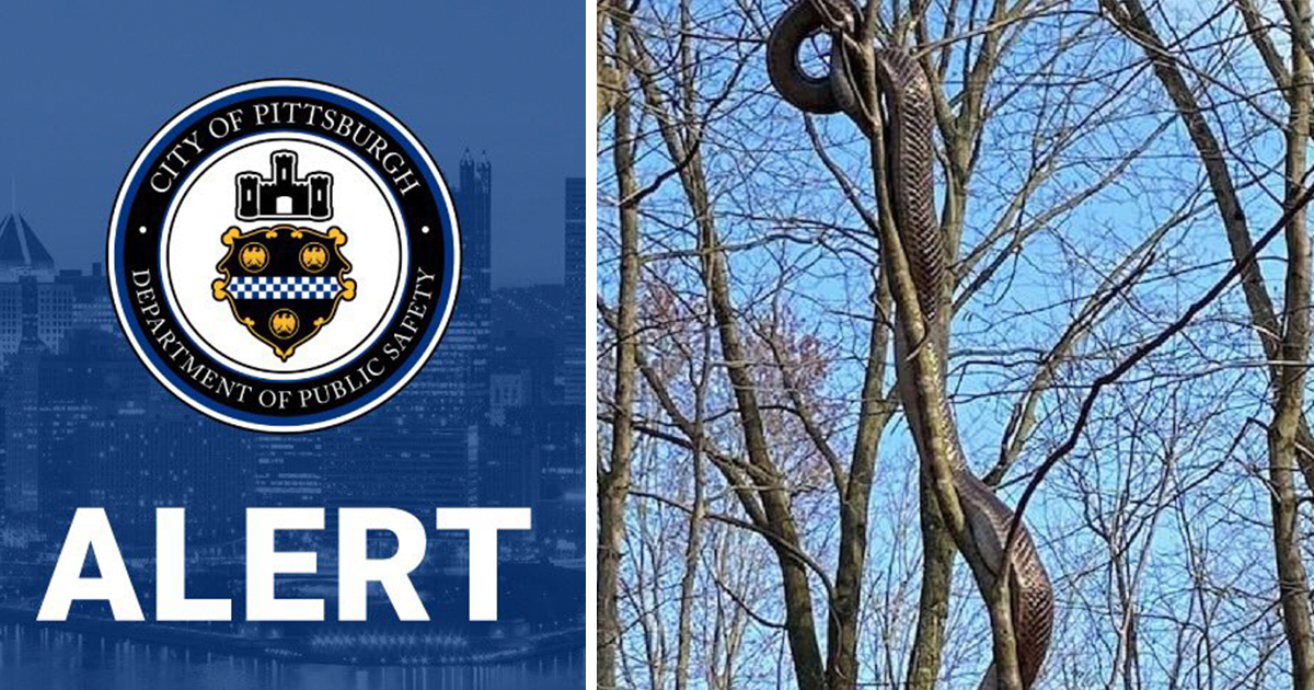 There’s An Enormous Snake On The Loose In Pittsburgh’s Frick Park