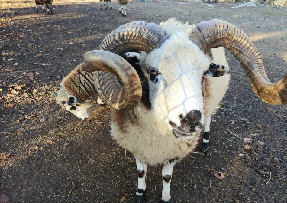The Livermon Park And Mini Zoo In North Carolina Is Absolutely Free
