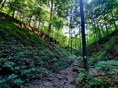Tecumseh Trail Is One Of The Best Long Hiking Trails In Indiana