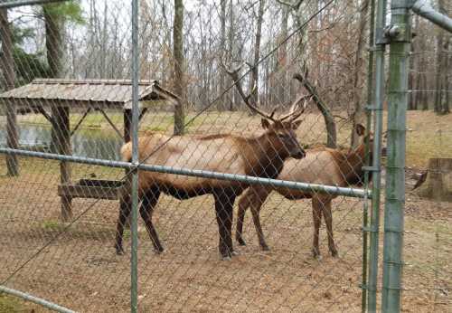 Alabama's Bama Bucks Is Both A Restaurant And An Exotic Animal Park