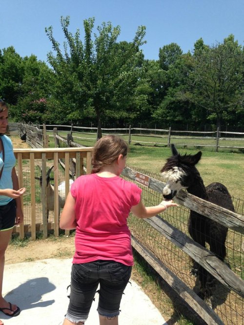 Bluebird Gap Farm: An Admission-Free Petting Zoo In Virginia