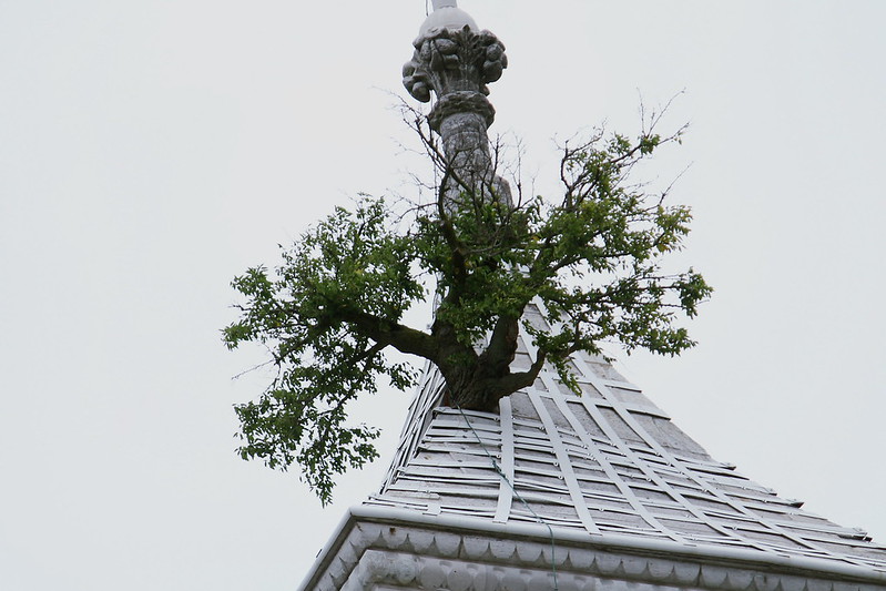 Decatur County Courthouse Trees: Indiana's Rooftop Oddity