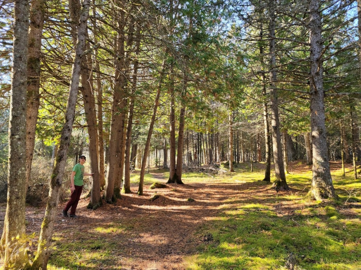 Derby Nature Preserve Is Whimsical Hiking Spot In Michigan