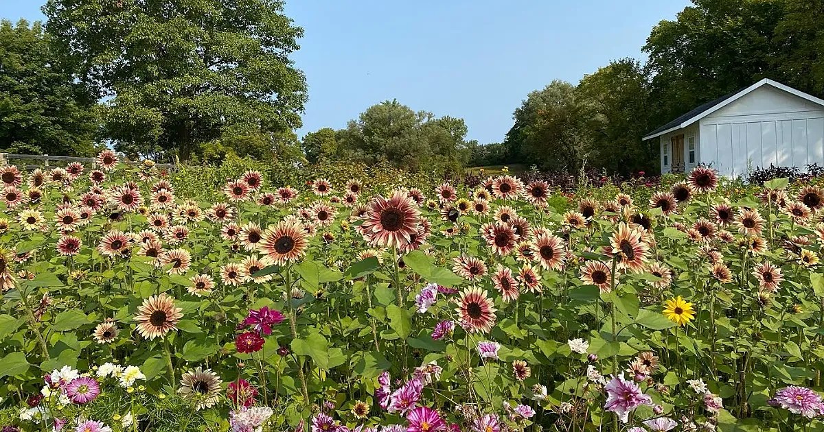 Muddy Acres Flower Farm Near Detroit Is A Lovely U-Pick Farm