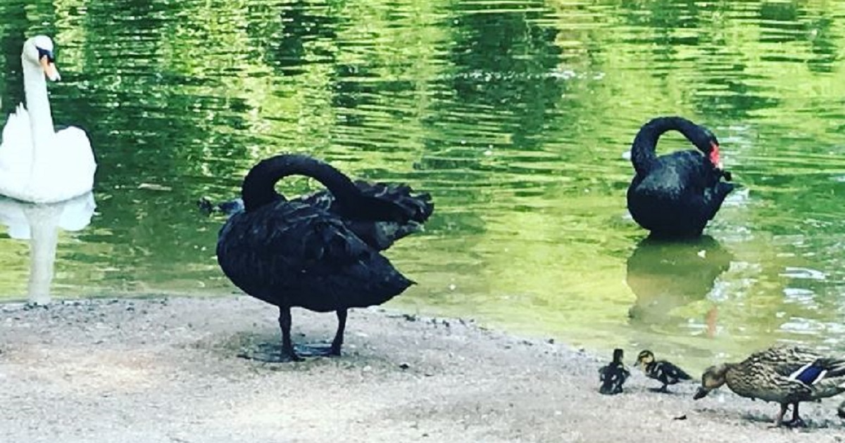 All 7 Species Of Swan Can Be Found At Swan Lake Iris Gardens