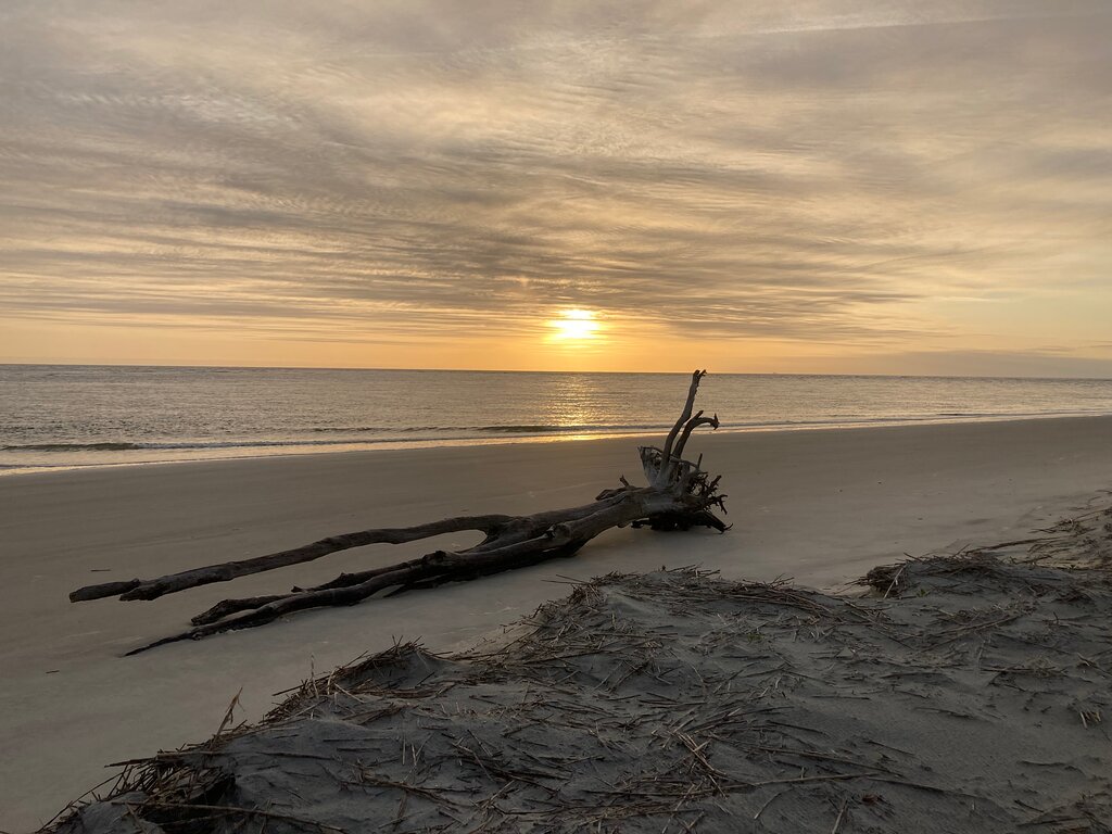 Hunt For Shark’s Teeth On The Beautiful And Historic Tybee Island In ...
