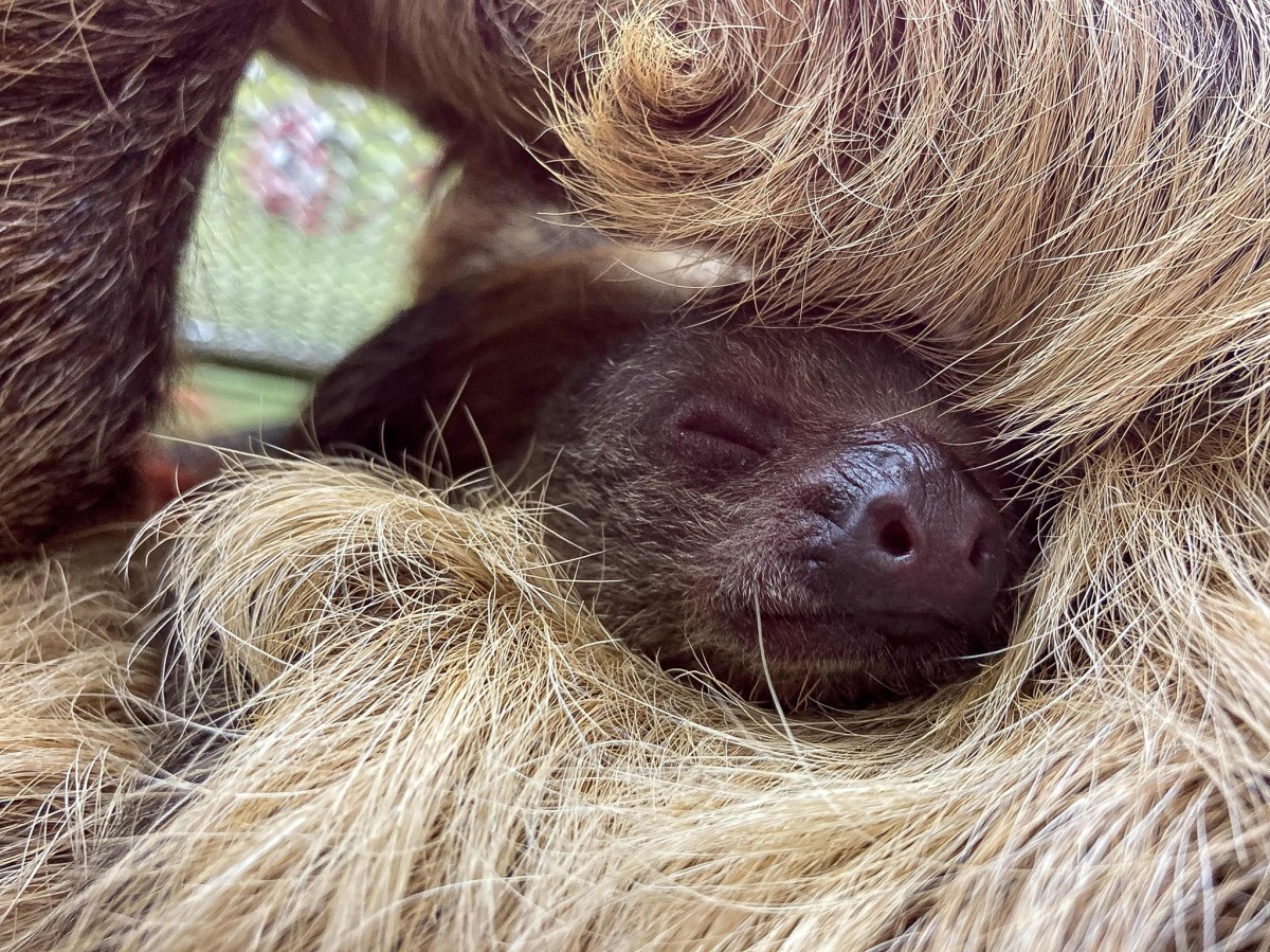 Meet Sloths And Lemurs At Branson's Promised Land Zoo In Missouri