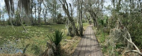 The Barataria Preserve Trails Have The Best Views Near New Orleans
