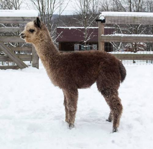 Play With Alpacas At Buck Brook Alpaca Farm In New York