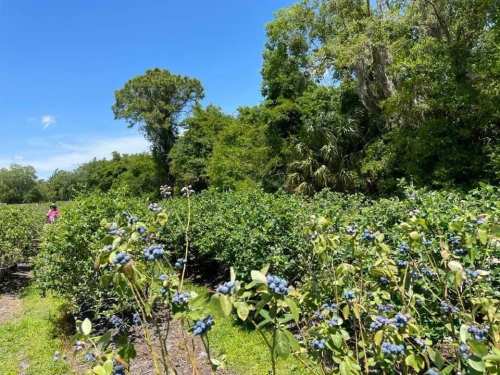 Here Are 7 U-Pick Blueberry Farms In Florida To Visit