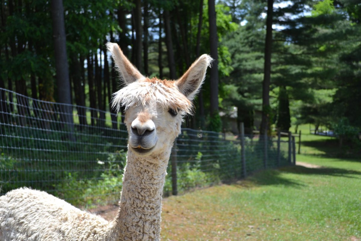Enjoy This Bed And Breakfast On A Working Alpaca Farm In Ohio