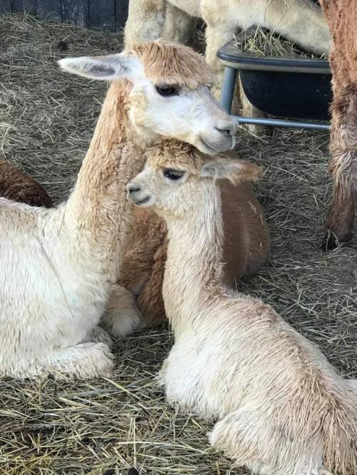 Eagle Bend Alpaca Farm In Kentucky Is 52 Acres Of Bluegrass Beauty
