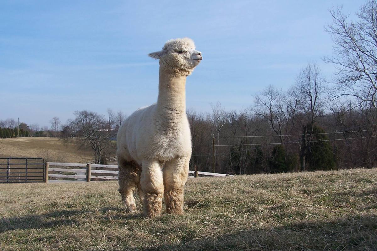 Eagle Bend Alpaca Farm In Kentucky Is 52 Acres Of Bluegrass Beauty