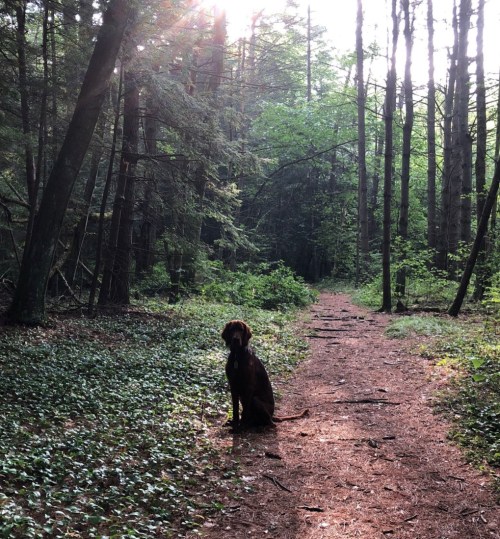 Hike To Waterfalls On The Buffam Falls White Trail In Massachusetts