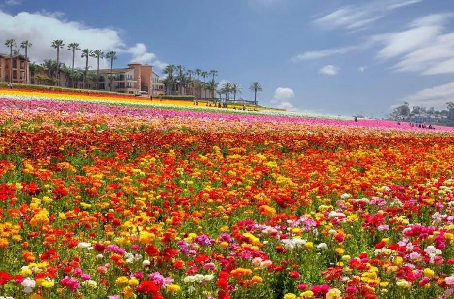The Flower Fields In SoCal Has The Best Spring Blooms of 2021