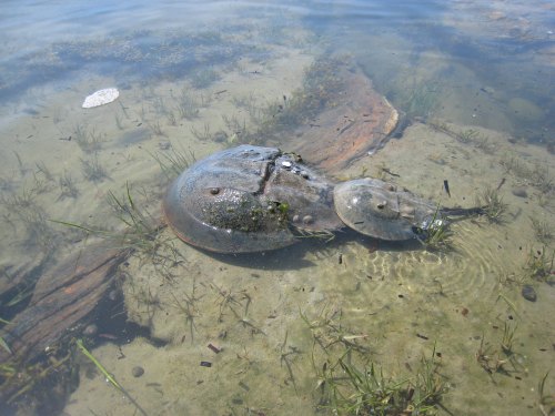 Spot Horseshoe Crabs In Maine Is On This 1-Mile Hike On The Bagaduce River
