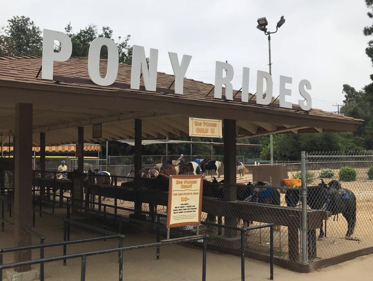 Cuddle Adorable Animals At Southern California's Griffith Park Pony Rides