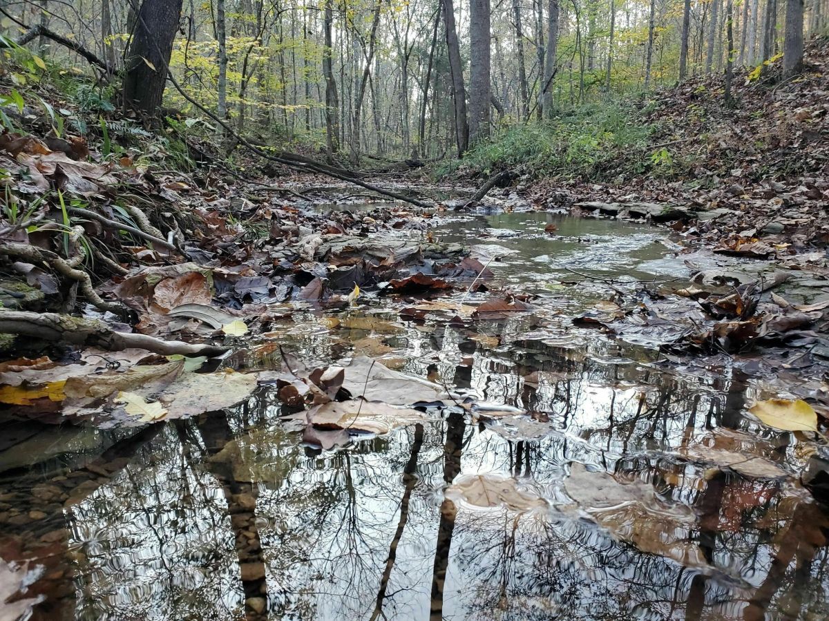 Beaman Park In Nashville Has A Hike You'll Want To Try