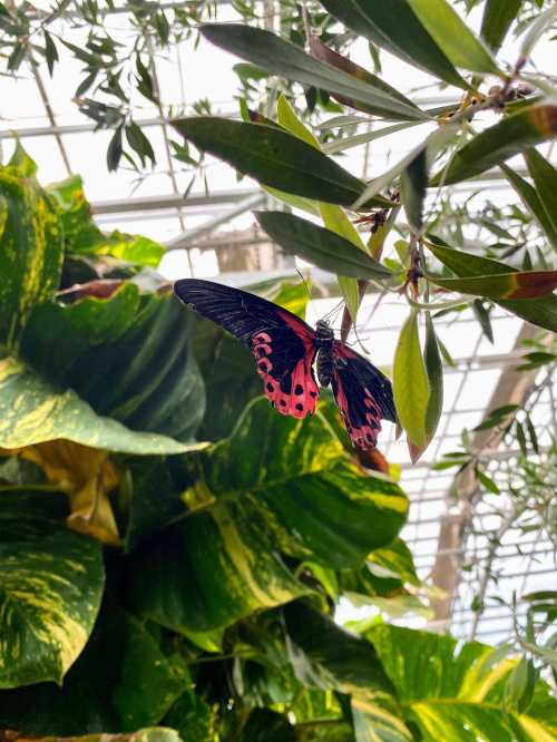 Butterfly Wonderland Of Arizona Is Home To The State’s Largest ...