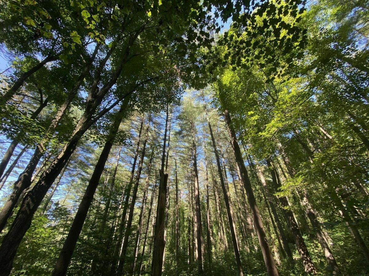 Vista Point Is A Forest Trail In Ohio That Will Take You To A Hidden ...