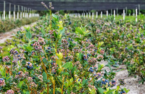 Here Are 7 U-Pick Blueberry Farms In Florida To Visit