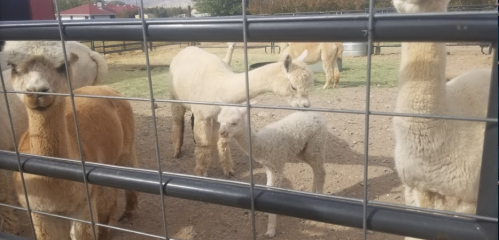 SunCrest Orchard Alpaca Farm In Colorado Makes For A Fun Family Trip