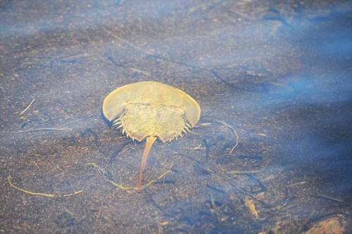 Spot Horseshoe Crabs In Maine Is On This 1-Mile Hike On The Bagaduce River