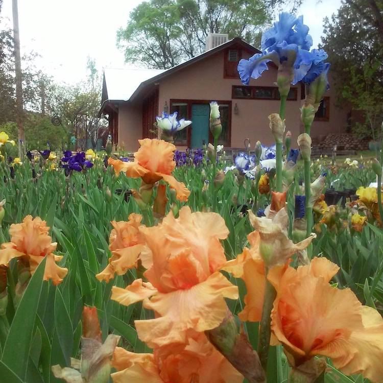 View More Than 400 Iris Plant Varieties At Hondo Iris Farm In New Mexico
