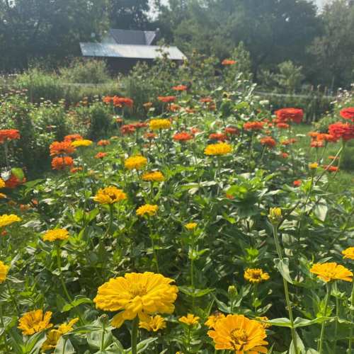 Pick Your Own Flowers At Gooseberry Bridge Farm In Missouri