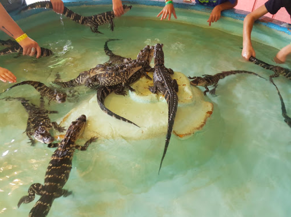 The Whole Family Will Have A Blast At Insta-Gator Ranch In Louisiana
