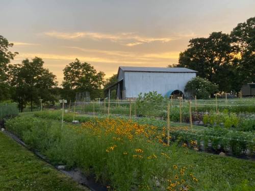 Pick Your Own Flowers At Gooseberry Bridge Farm In Missouri