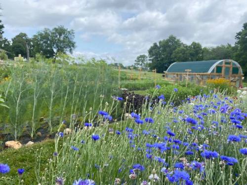 Pick Your Own Flowers At Gooseberry Bridge Farm In Missouri