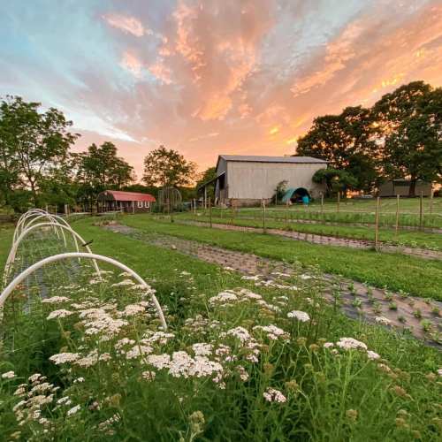 Pick Your Own Flowers At Gooseberry Bridge Farm In Missouri