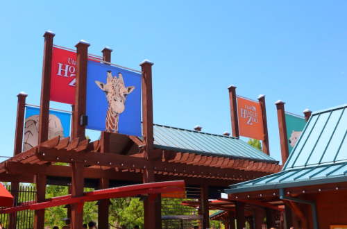 You Can Feed Rhinos And Elephants At Utah's Hogle Zoo