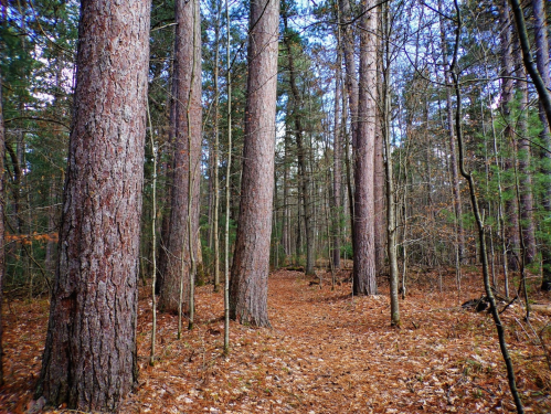 Roscommon Red Pine Natural Area Is Pretty Hiking Spot In Michigan