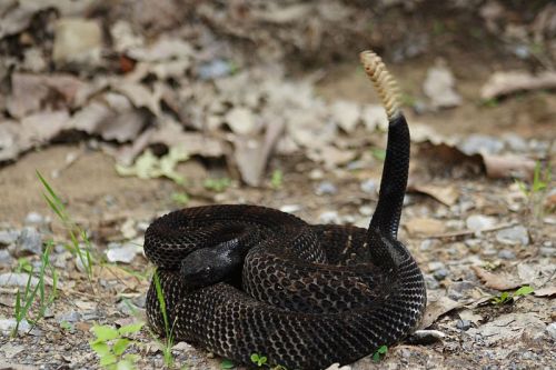 Watch For Rattlesnakes Emerging From Their Dens In Iowa