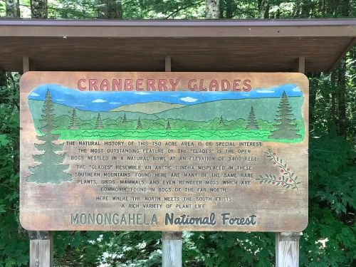 Cranberry Glades In West Virginia: Sundew Grows Wild Here