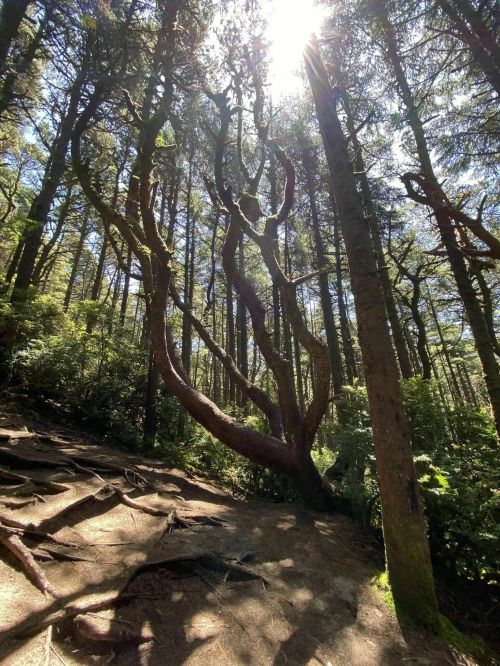 Hobbit Trail: An Easy Hike In Oregon That's Completely Magical